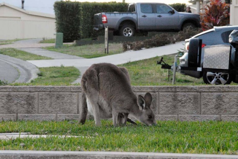 Urban Kangaroos Sydney | Private Tours with Travel Ideology
