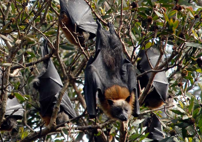 Flying Foxes Sydney Tour to visit a flying fox colony. Travel Ideology