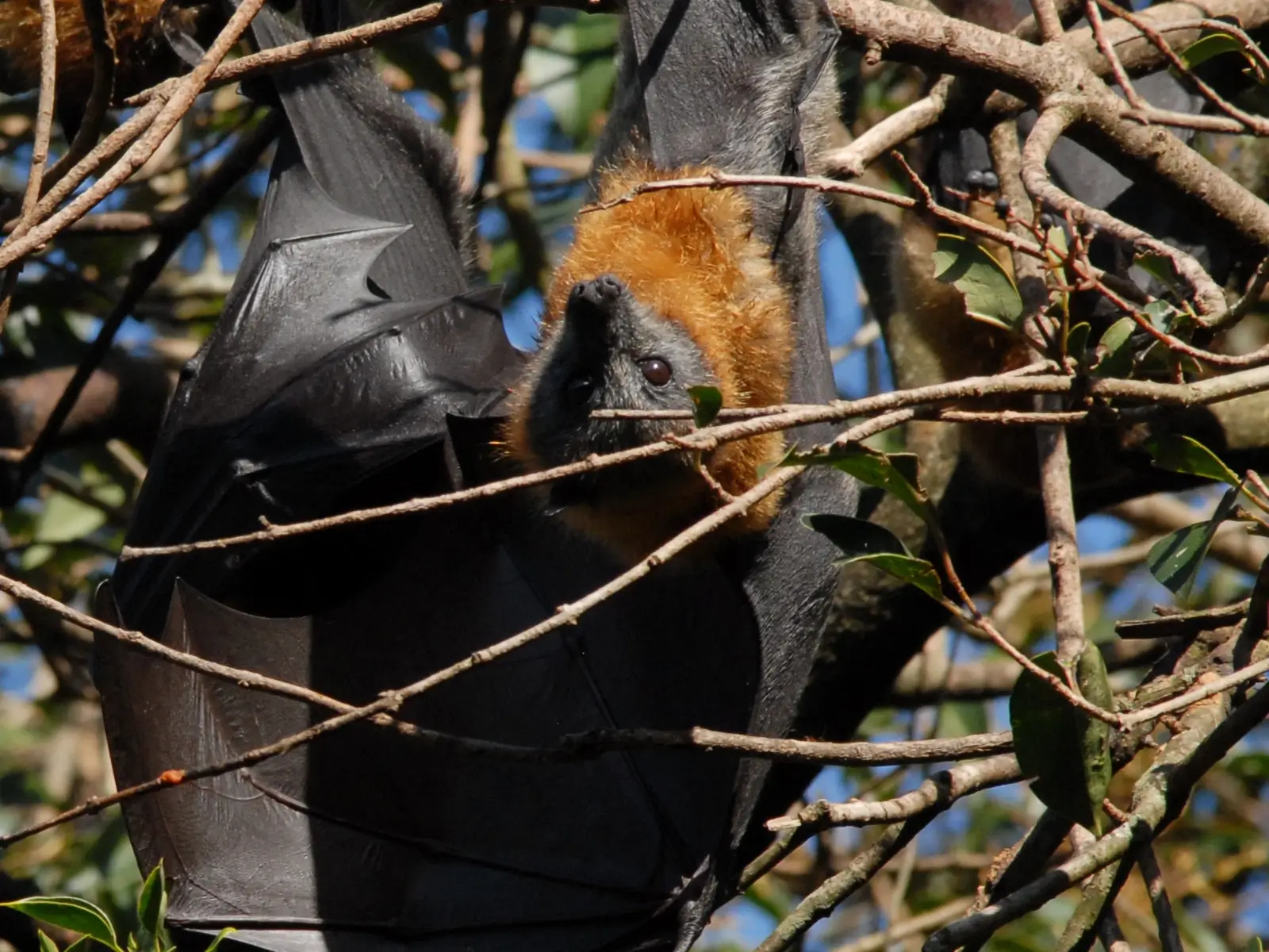 Flying Foxes Sydney Tour to visit a flying fox colony.
