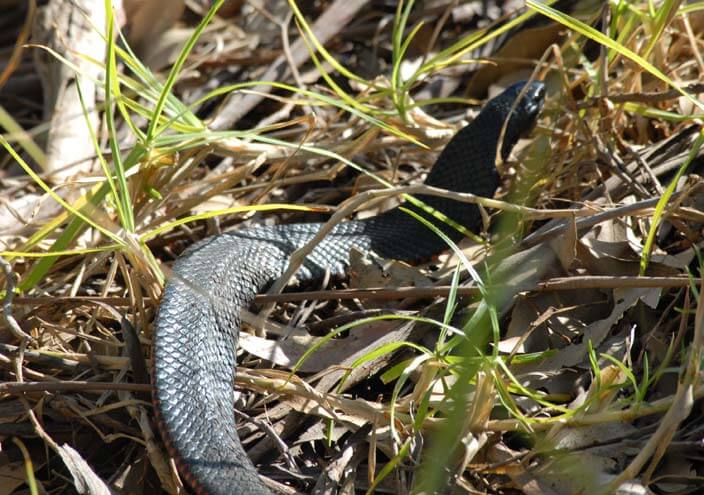 Deadly Sydney animals - not just kangaroos and wombats